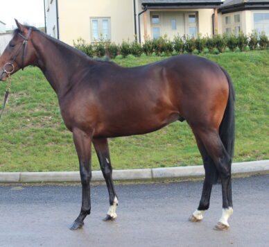 Horses for sale at Sarsen Farm | Kubler Racing